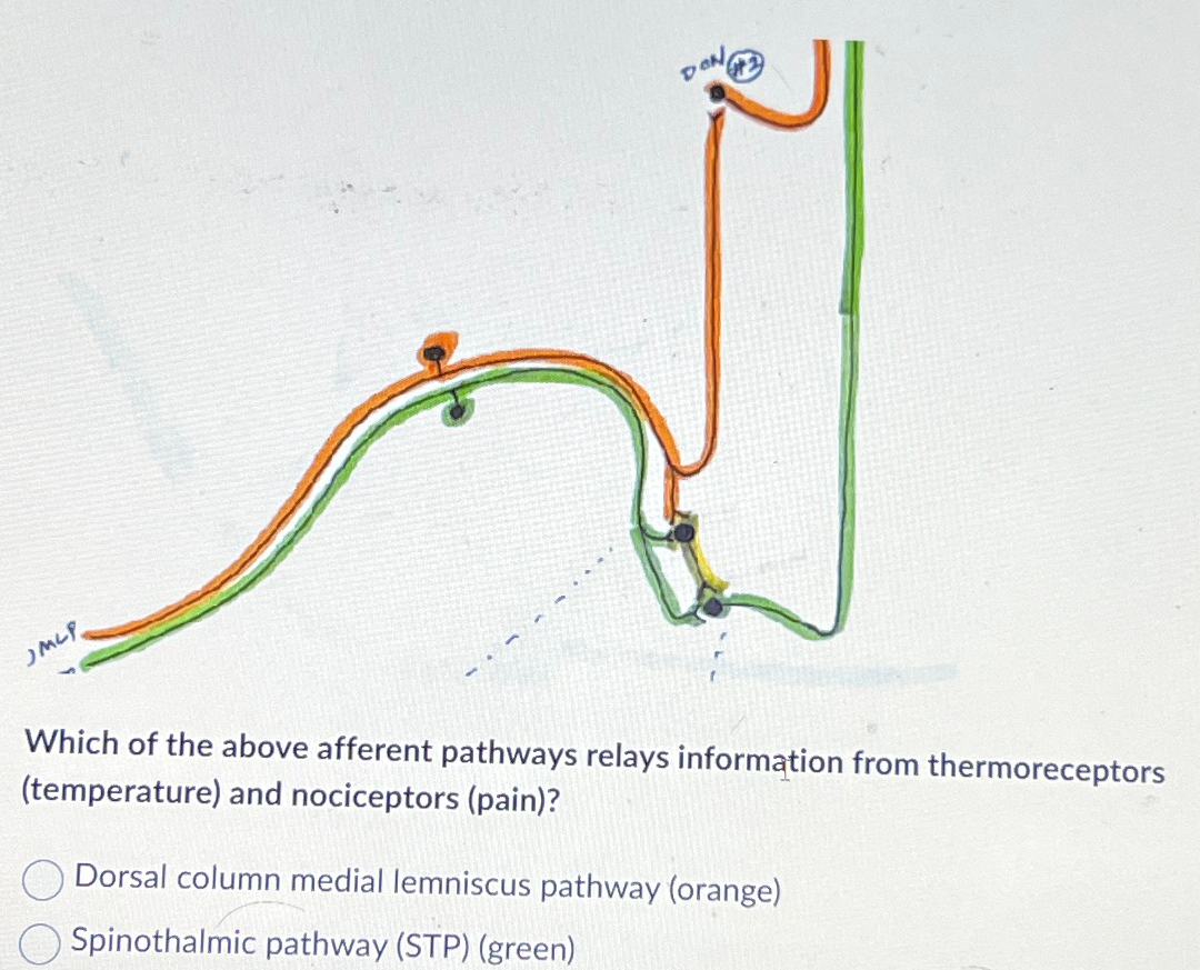 Solved Which of the above afferent pathways relays | Chegg.com