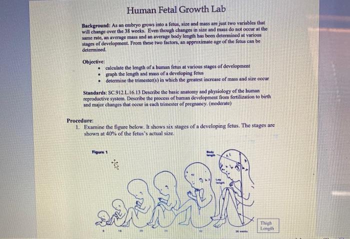 Solved Human Fetal Growth Lab Background: As an embryo grows | Chegg.com