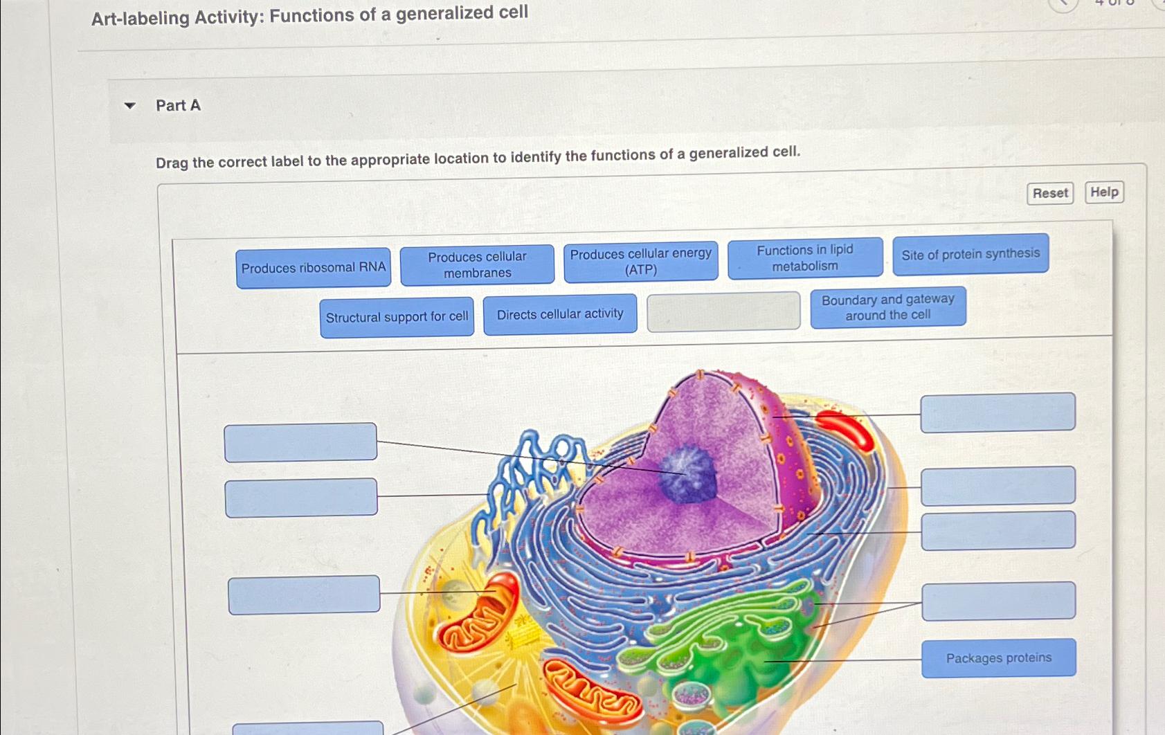 Solved Art-labeling Activity: Functions of a generalized | Chegg.com