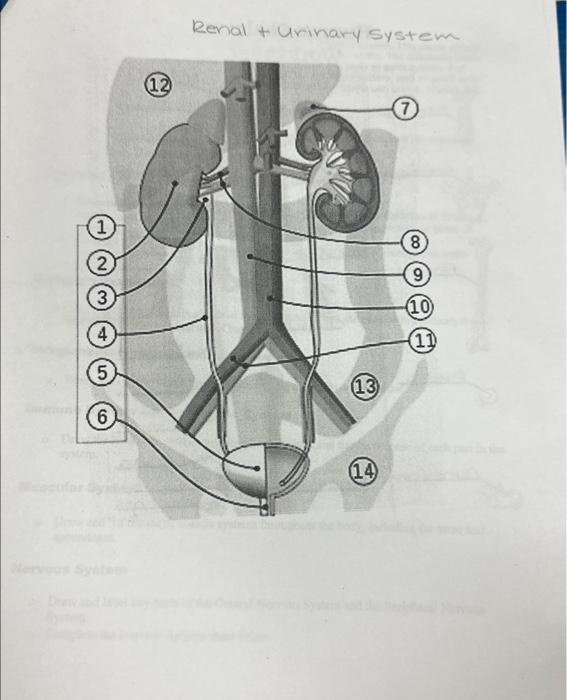 Solved Renal + Urinary system | Chegg.com