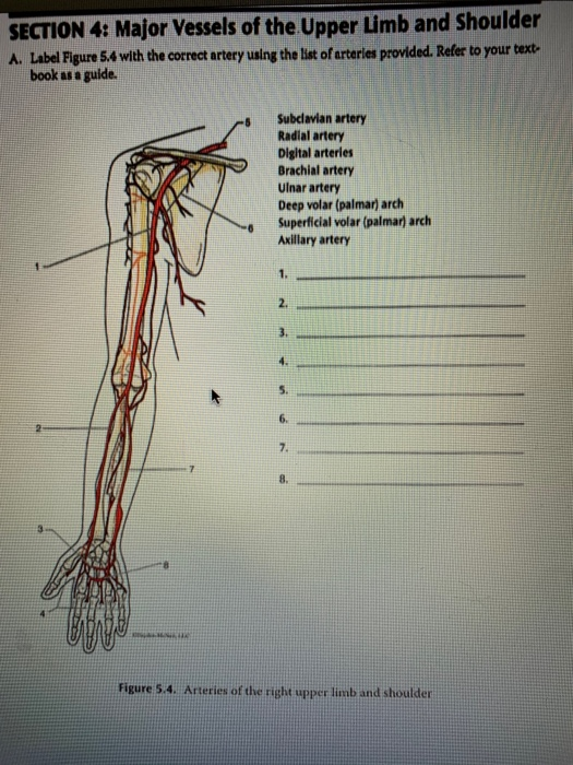 Solved SECTION 4: Major Vessels of the Upper Limb and | Chegg.com