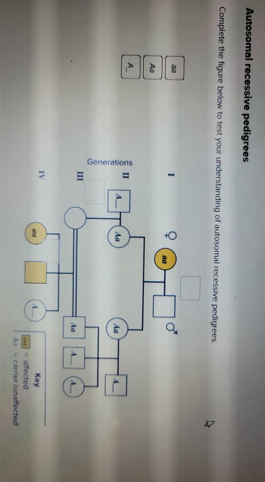 Solved Autosomal recessive pedigrees Complete the figure | Chegg.com