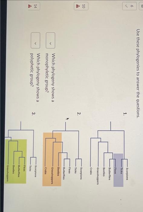 Solved Use these phylogenies to answer the questions. 1. | Chegg.com