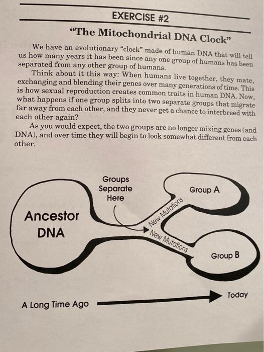 Solved EXERCISE #2 "The Mitochondrial DNA Clock" We have an | Chegg.com