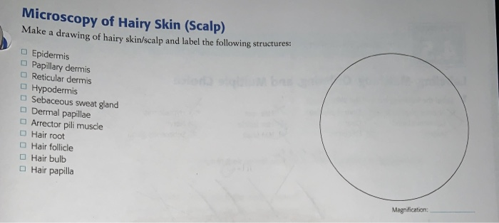 Solved Microscopy of Hairy Skin (scalp)Make a drawing of | Chegg.com