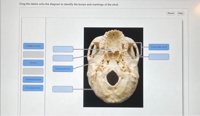Solved Drag the labels onto the diagram to identify the | Chegg.com