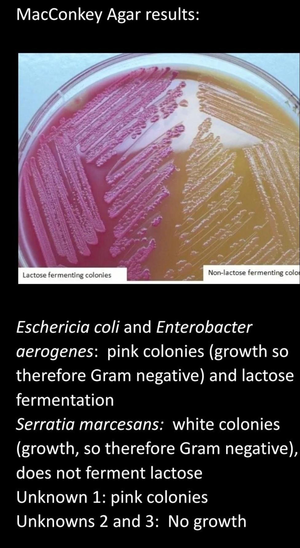 Macconkey Agar Enterobacter Aerogenes
