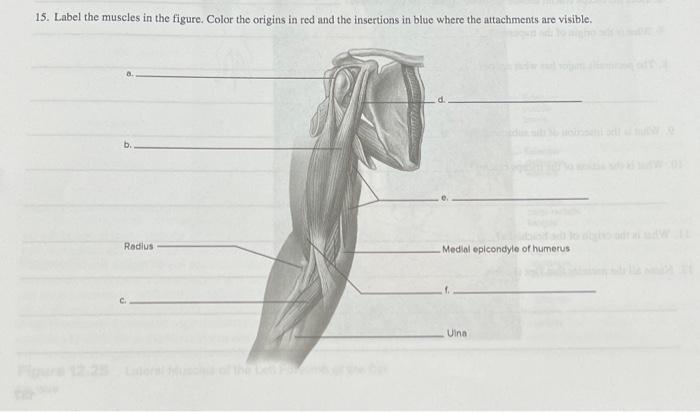 Solved 15. Label the muscles in the figure. Color the | Chegg.com