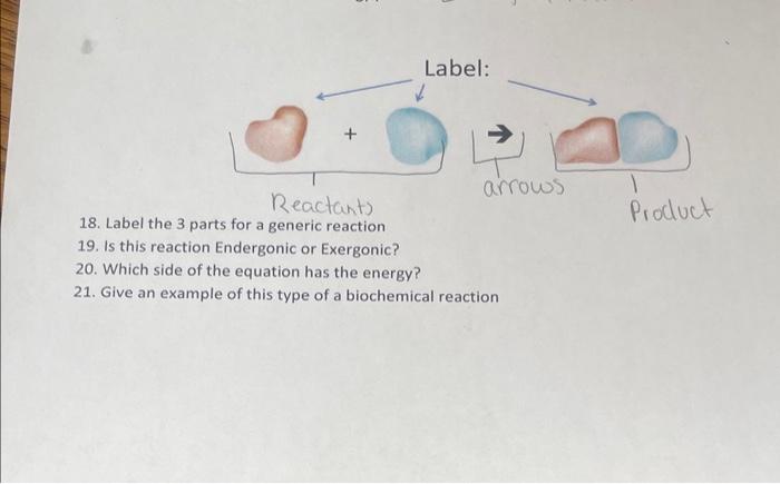 Solved 18. Label the 3 pais ivi a generic reaction 19. Is | Chegg.com