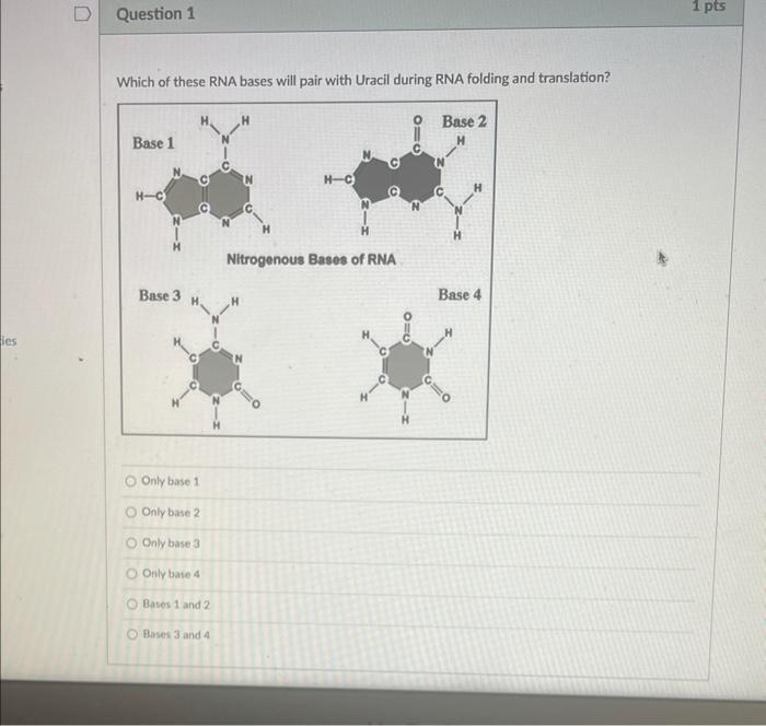 Solved Which of these RNA bases will pair with Uracil during | Chegg.com