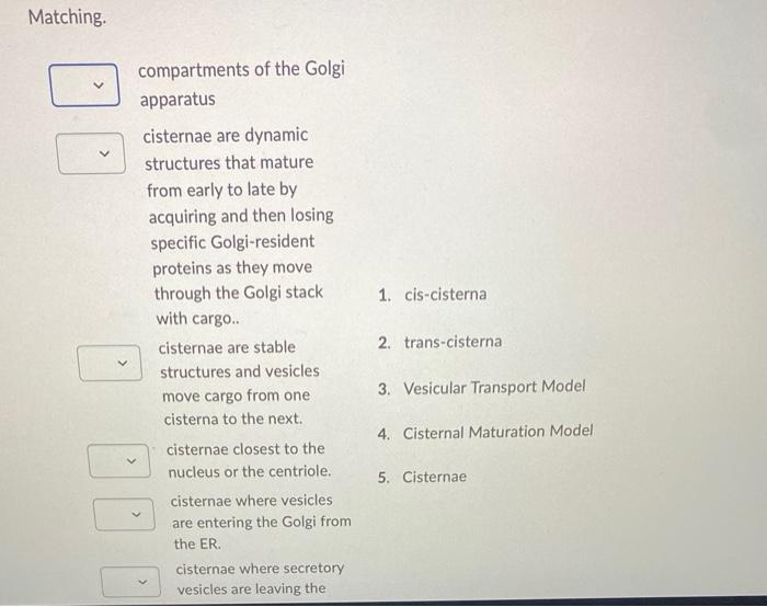 Solved Matching 1. cis-cisterna compartments of the Golgi | Chegg.com