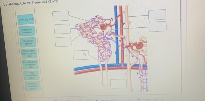 Solved Art-labeling Activity: Figure 25.8 (2 of 2) I | Chegg.com