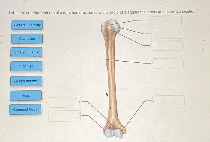 Solved Label the anterior features of a right humerus bone | Chegg.com