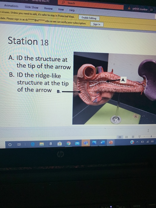 Solved e Search A gabriel esuber 1 nimations Slide Show | Chegg.com