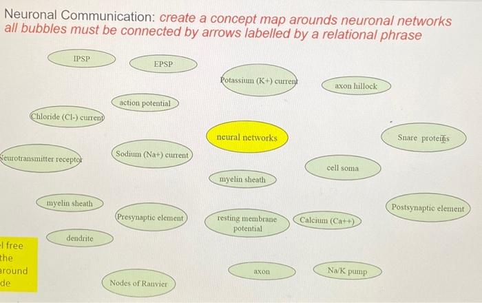 Solved Neuronal Communication: create a concept map arounds | Chegg.com