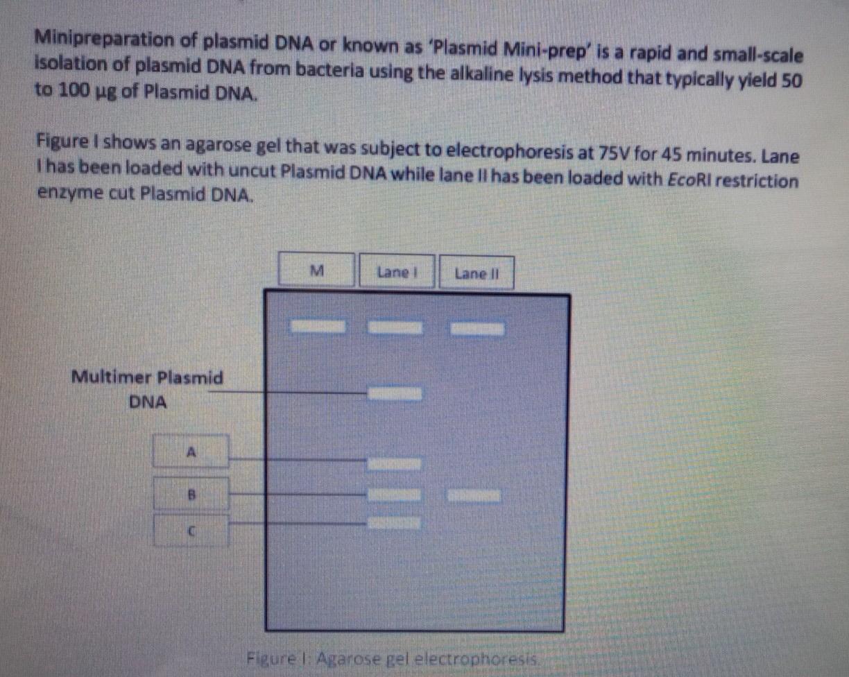 Solved c. Lanel (Uncut Plasmid DNA) of agarose gel in Figure | Chegg.com
