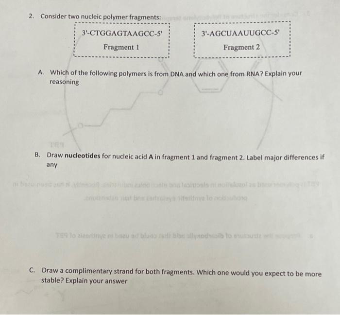 Solved 2. Consider two nucleic polymer fragments: | Chegg.com