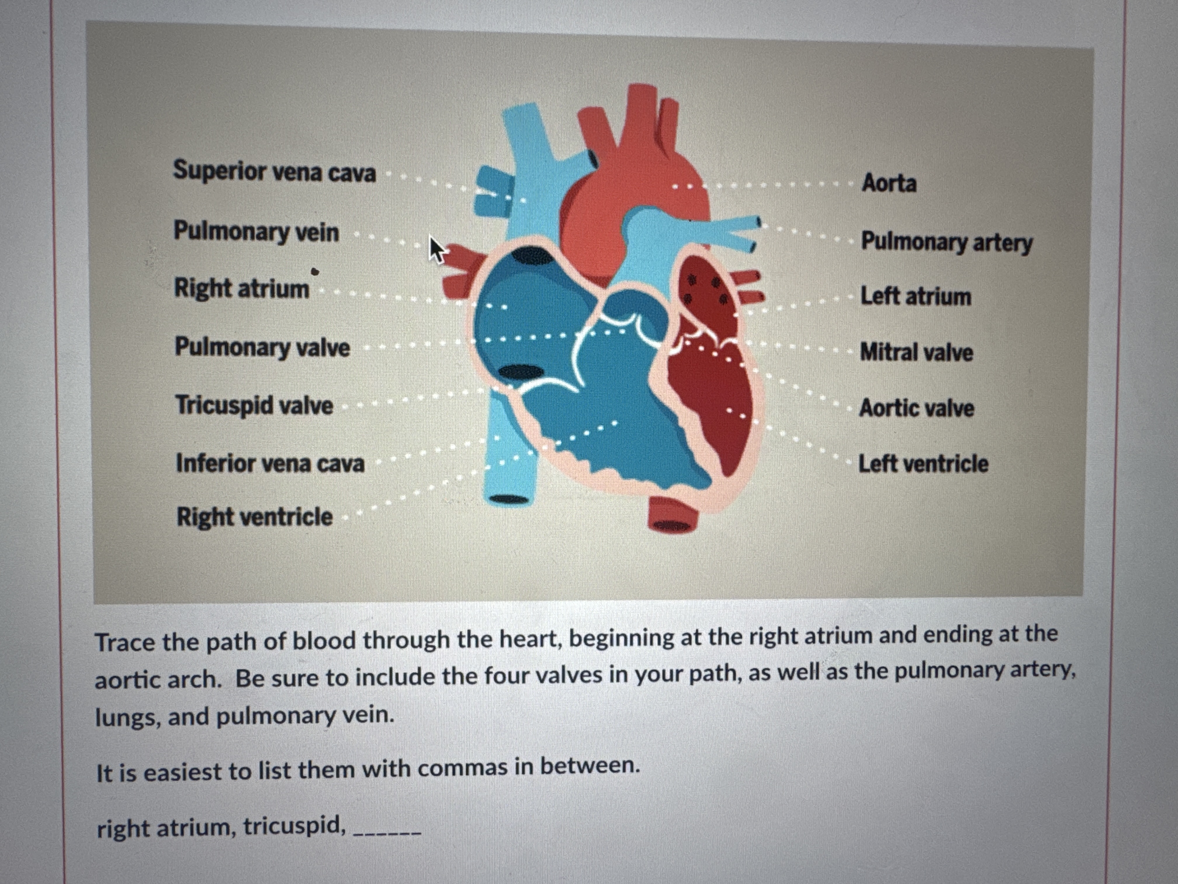 Solved Trace the path of blood through the heart, beginning | Chegg.com