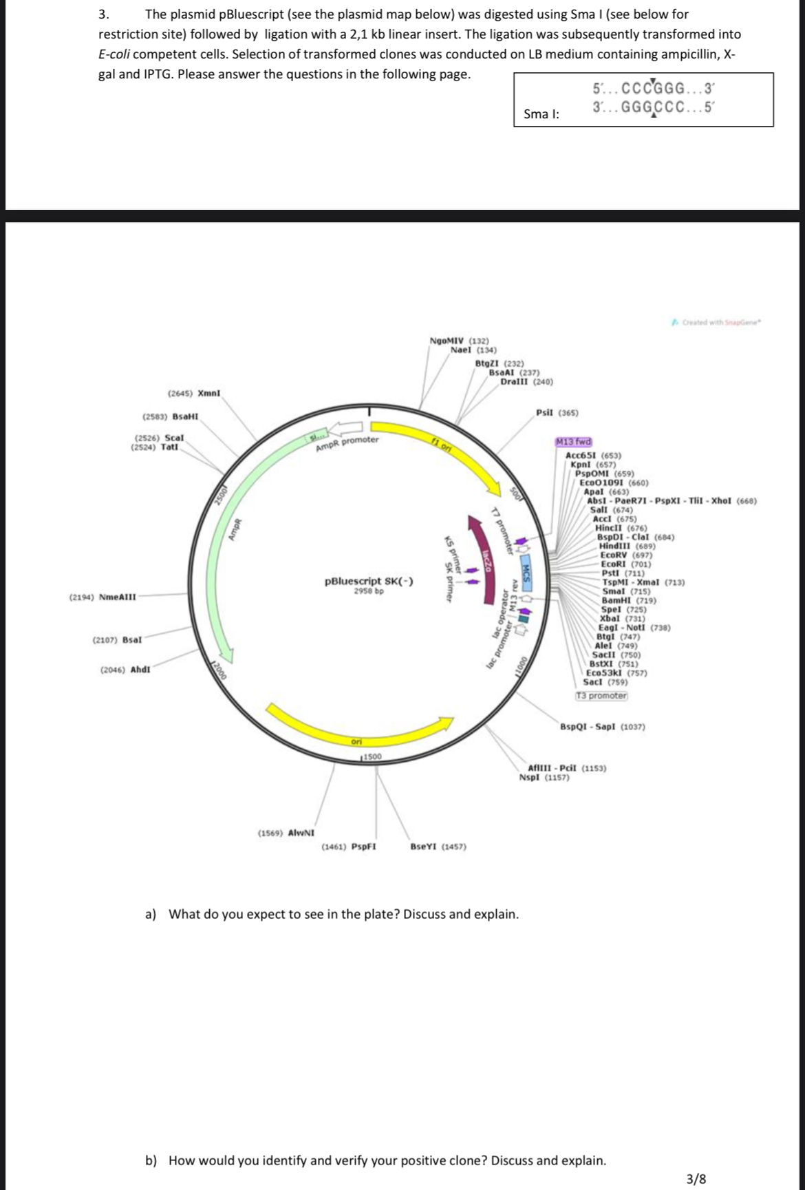 Solved The plasmid pBluescript (see the plasmid map below) | Chegg.com
