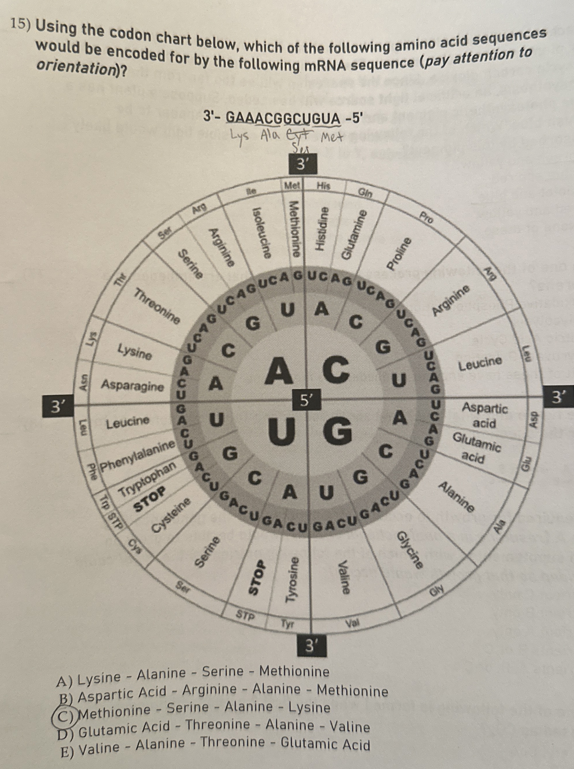 Solved Using the codon chart below, which of the following | Chegg.com