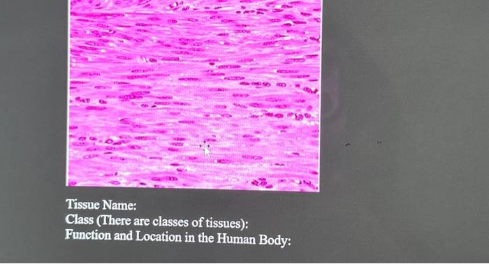 Solved E Tissue Name: Class (There are classes of tissues): | Chegg.com