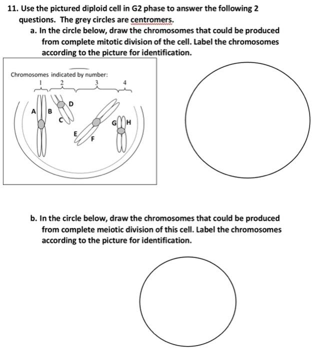 Solved 11. Use the pictured diploid cell in G2 phase to | Chegg.com