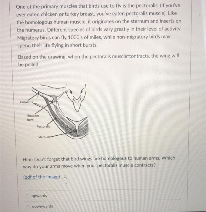 Solved One of the primary muscles that birds use to fly is | Chegg.com