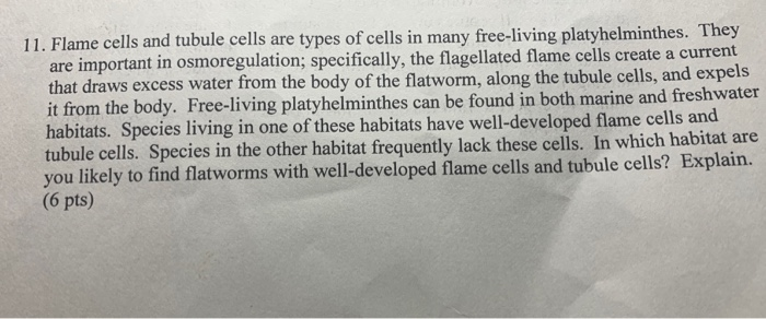 Solved 11. Flame cells and tubule cells are types of cells | Chegg.com