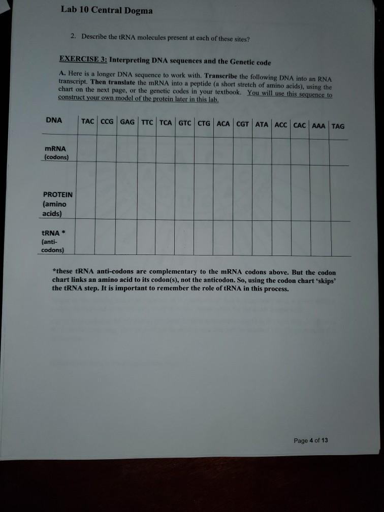 Solved Lab 10 Central Dogma Lab 10 Central Dogma EXERCISE 1: | Chegg.com