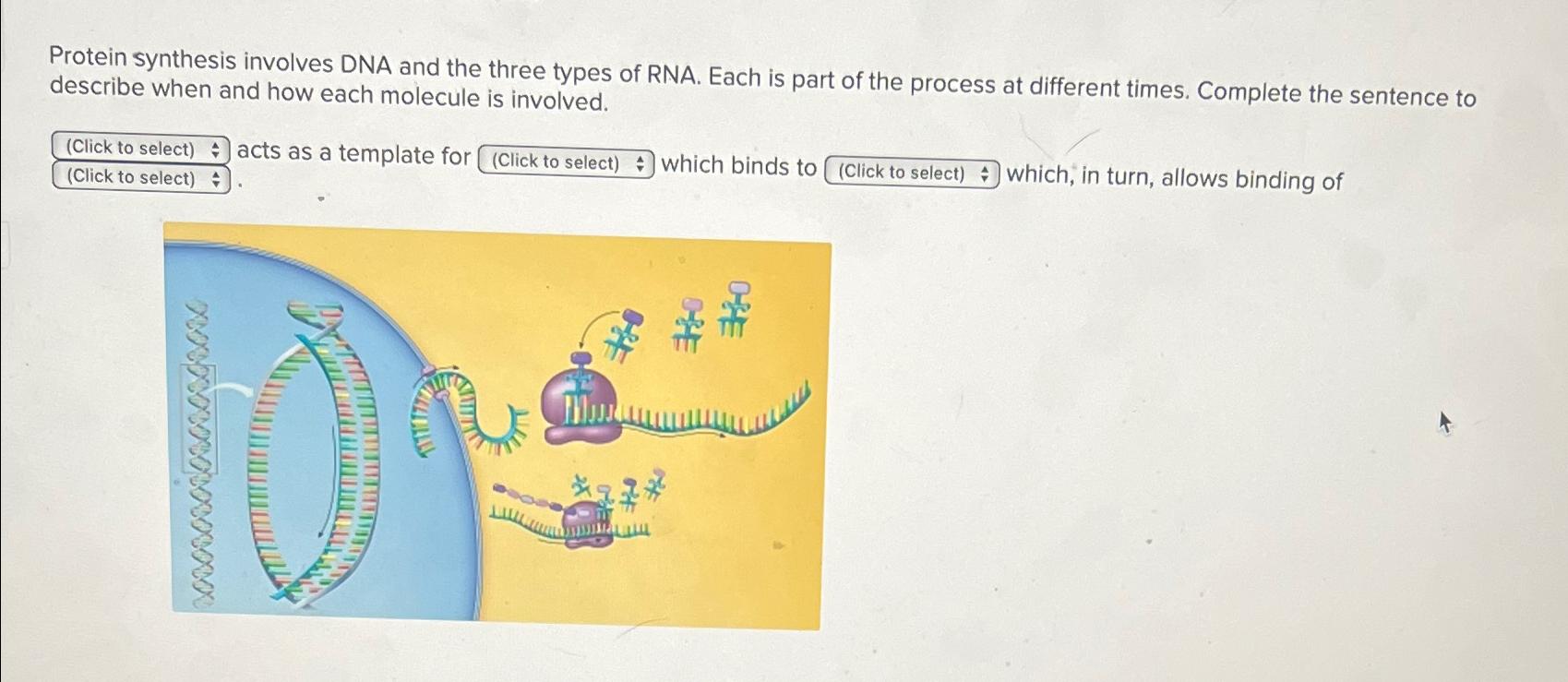Solved Protein synthesis involves DNA and the three types of | Chegg.com