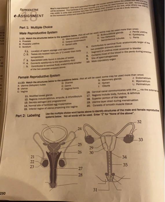 Solved Reppoouctive e-ASSIGNMENT Part 1: Multiple Choice | Chegg.com
