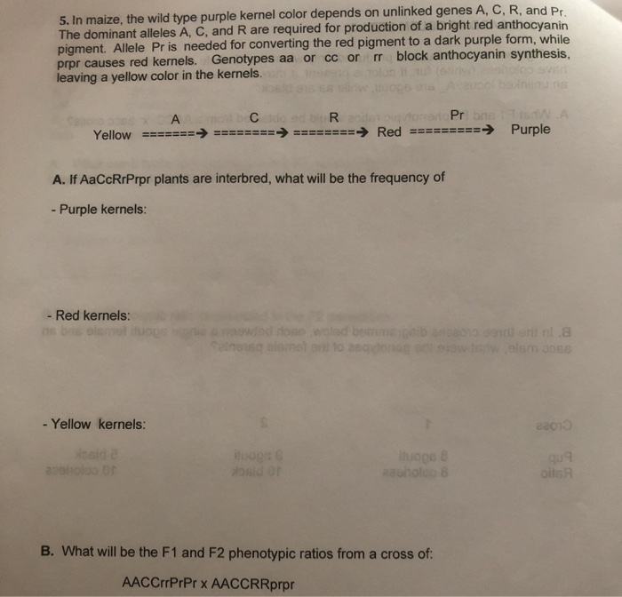 Solved 5. In maize, the wild type purple kernel color | Chegg.com