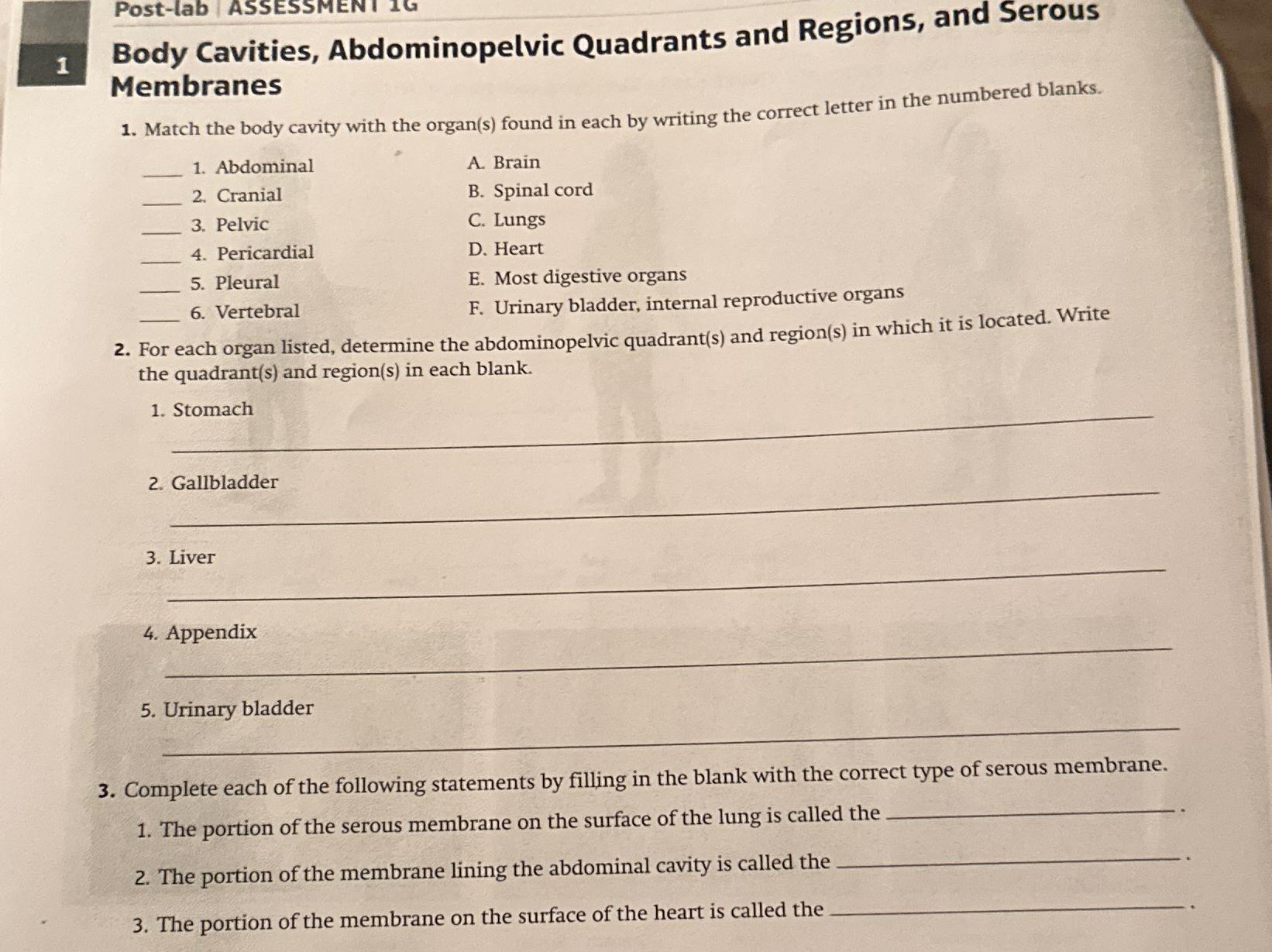 Solved 1Body Cavities, Abdominopelvic Quadrants and Regions, | Chegg.com