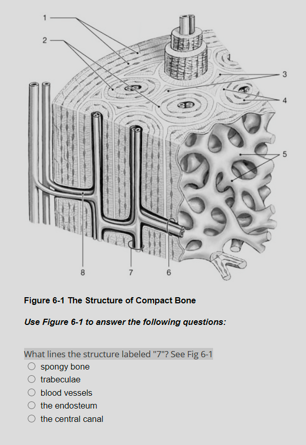 Solved Figure 6-1 ﻿The Structure of Compact BoneUse Figure | Chegg.com