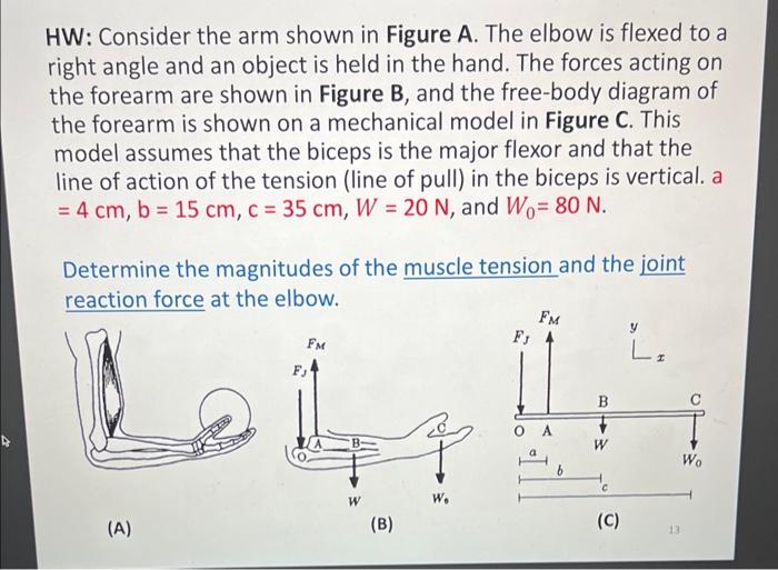 Solved HW: Consider the arm shown in Figure A. The elbow is | Chegg.com