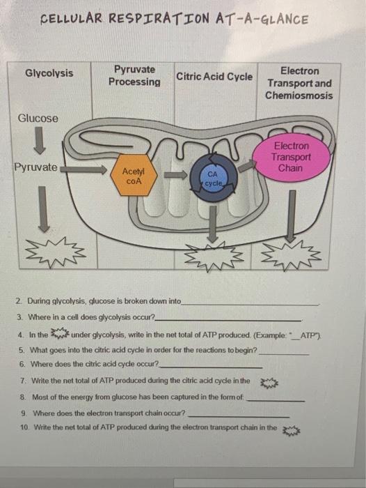 Solved CELLULAR RESPIRATION AT-A-GLANCE Glycolysis Pyruvate | Chegg.com