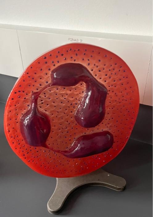 Solved Can you please identify these cell models? | Chegg.com