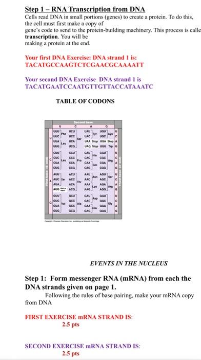 Solved Step 1 - RNA Transcription from DNA Cells read DNA in | Chegg.com