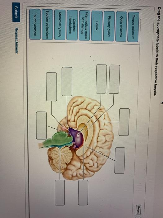 Solved Drag the appropriate labels to their respective | Chegg.com
