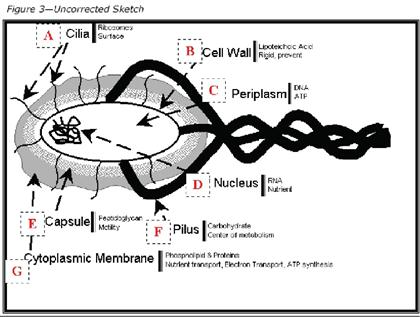 Solved Figure 3-Uncorrected Sketch | Chegg.com