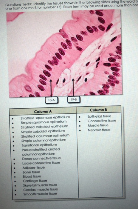 Solved QUESTION 1 Questions 16-30: Identify the tissues | Chegg.com