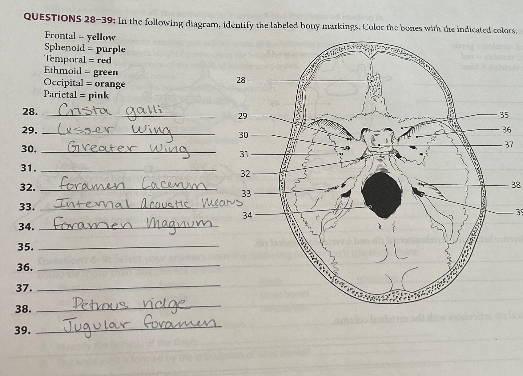 Solved QUESTIONS 28-39: In the following diagram, identify | Chegg.com