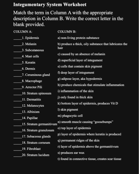 Solved Integumentary System Worksheet Match the term in | Chegg.com