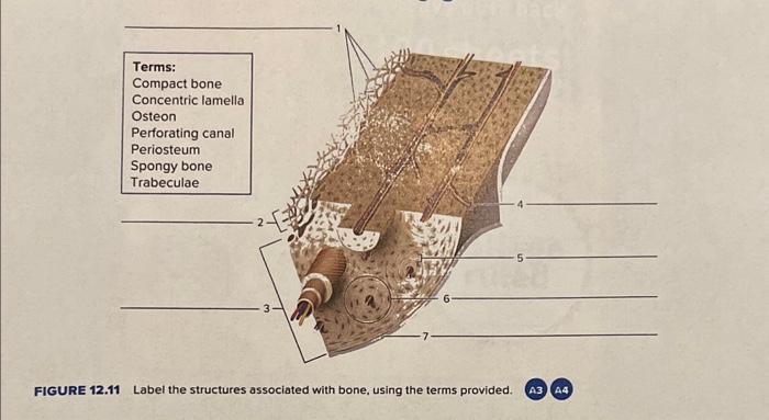 Solved FIGURE 12.11 Label the structures associated with | Chegg.com