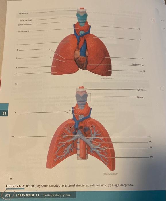 Solved (b) FIGURE 21.19 Respiratory system, model. (a) | Chegg.com