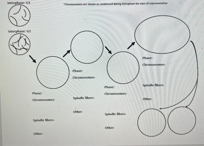 Solved Interphase: G1 Interphase: G2 -Chromosomes are shown | Chegg.com