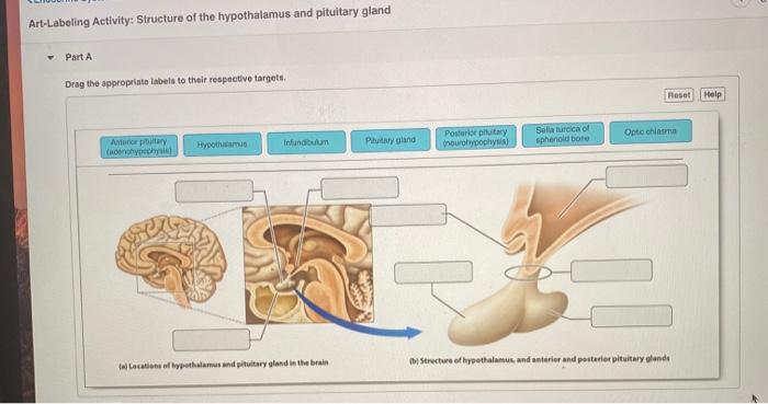 Solved Art-Labeling Activity: Structure of the hypothalamus | Chegg.com