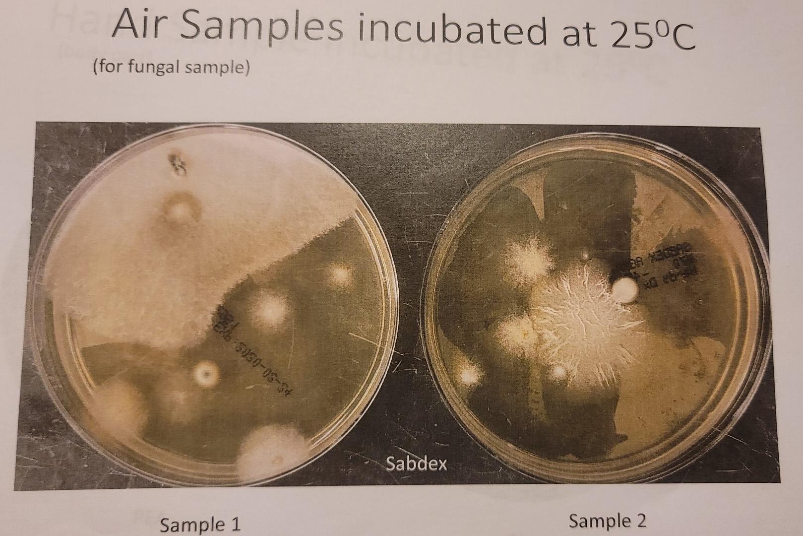 Air Samples incubated at 25°C (for fungal sample) DA | Chegg.com