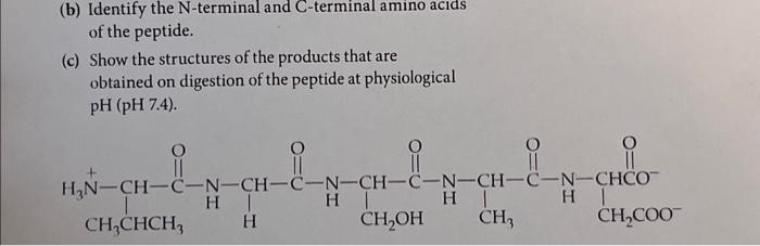 Solved (b) Identify the N-terminal and C-terminal amino | Chegg.com