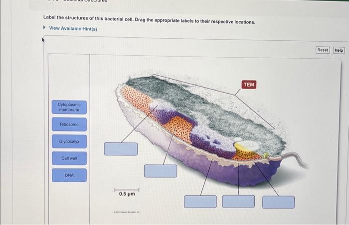 Solved Label the structures of this bacterial cell. Drag the | Chegg.com